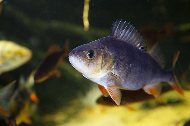 Abborre - Malmö stad