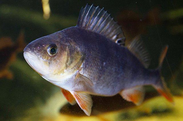 Abborre - Malmö stad