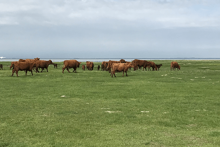 Bunkeflo strandängar reservat på både land och i havet - Malmö stad