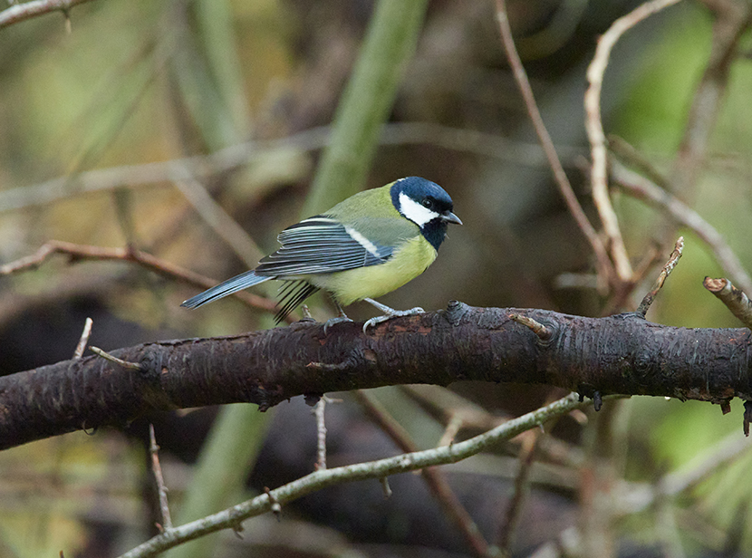 Fakta och kul att veta om vanliga fåglar i Malmö - Malmö stad