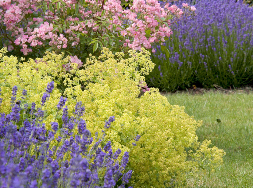Perenner - Malmö stad