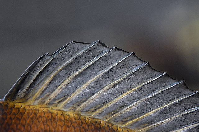 Abborre - Malmö stad