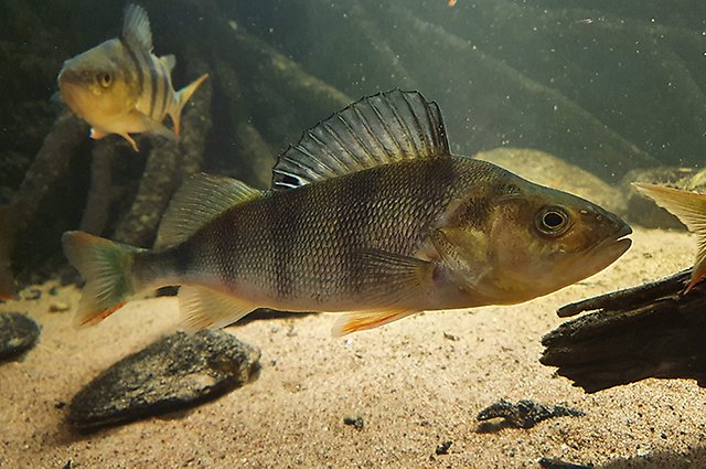 Abborre - Malmö stad