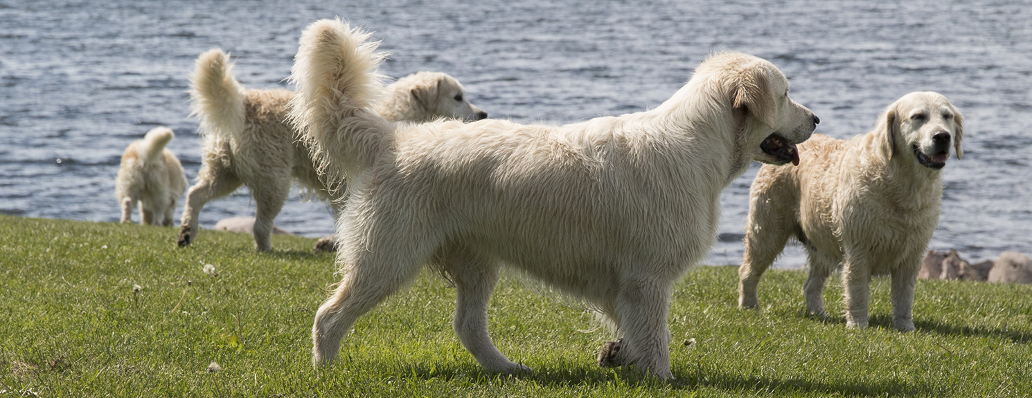 Får jag ta hunden med mig på stranden? - Malmö stad