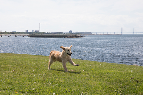 Ribersborgsstranden - Malmö stad